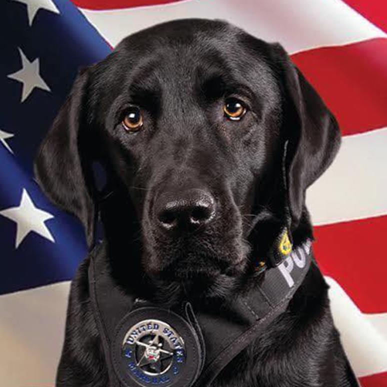 K-9 Lori – Project K-9 Hero