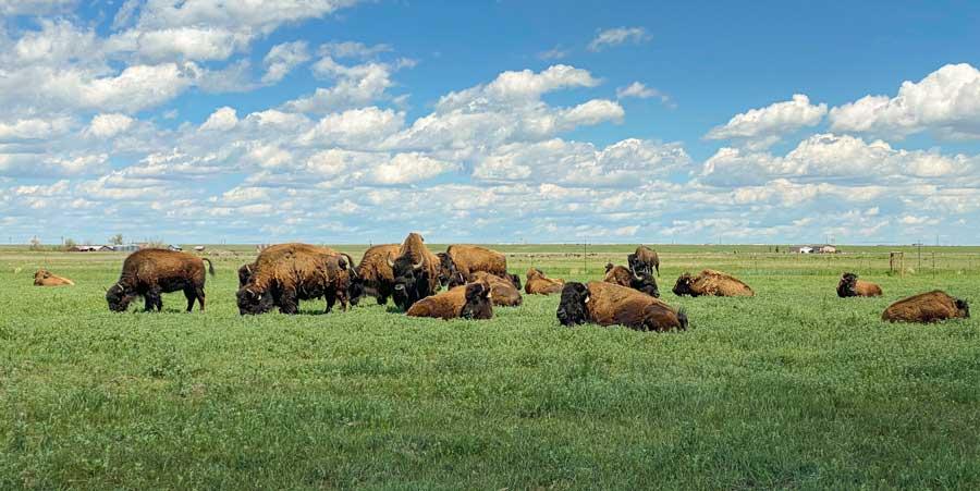 Bulk Bison – Memphis Ranch Meat Company