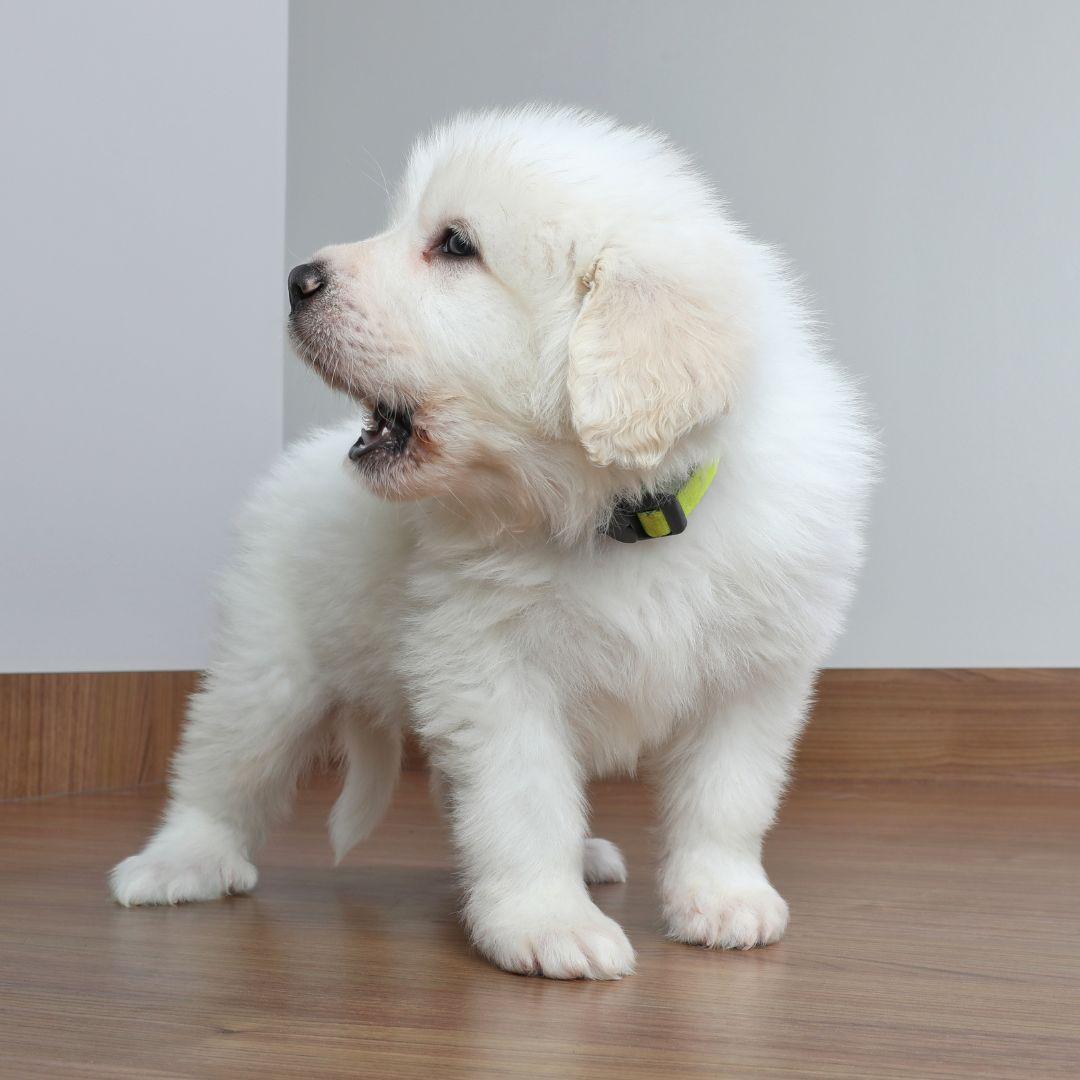 How to Stop Puppy From Chewing Pee Pad – Potty Buddy - Potty Buddy™