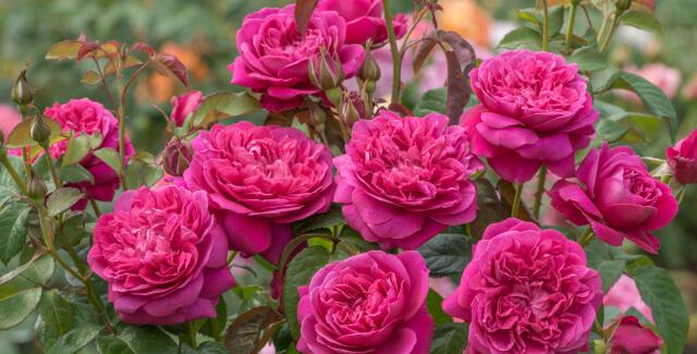 How to Grow English Roses in Pots with David Austin Varieties — Aussie ...