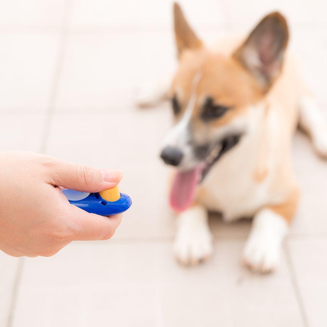 Positive Reinforcement Dog Training | Potty Buddy - Potty Buddy™