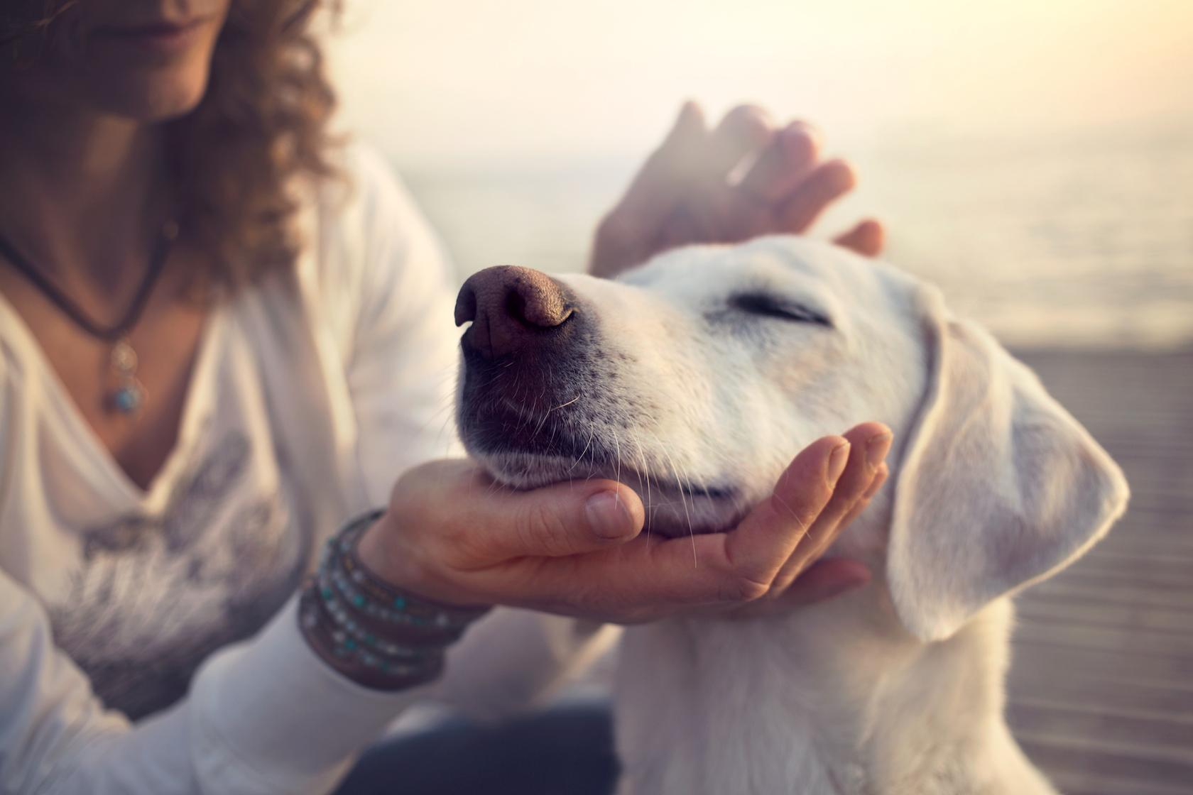 10 Ways Your Dog Shows He Loves You – 4Knines®