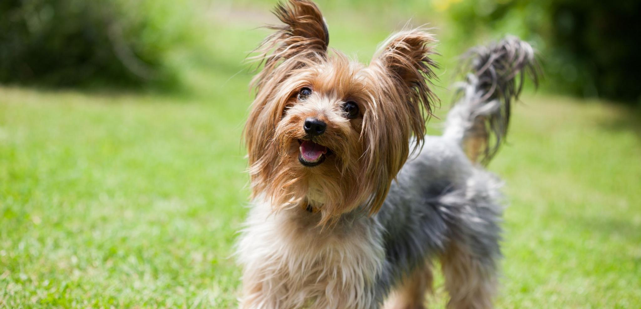 Yorkshire Terrier Dog Breed Info: Temperament & Traits – Potty Buddy ...