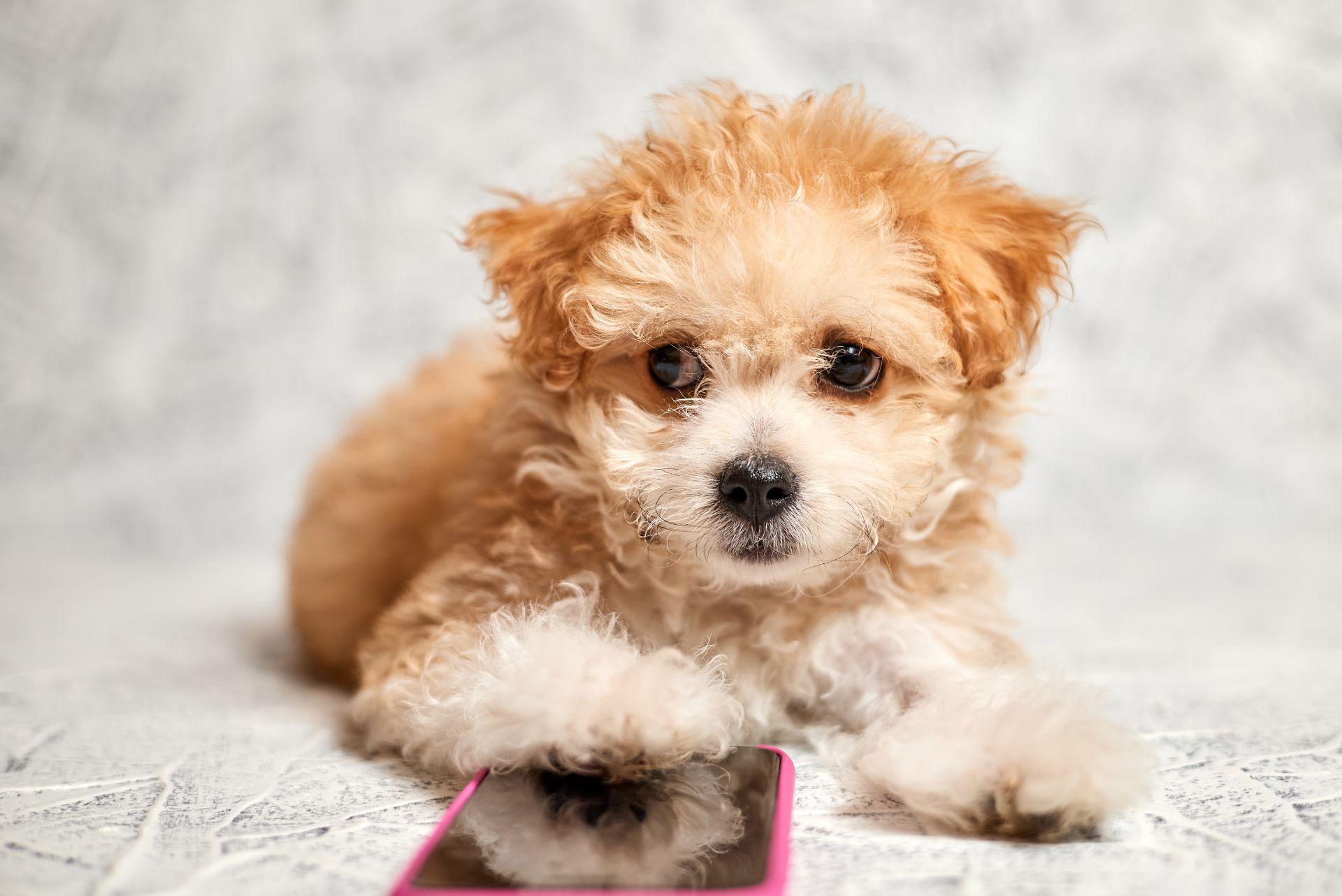 Maltipoo Dog Breed Information & Characteristics - Potty Buddy™