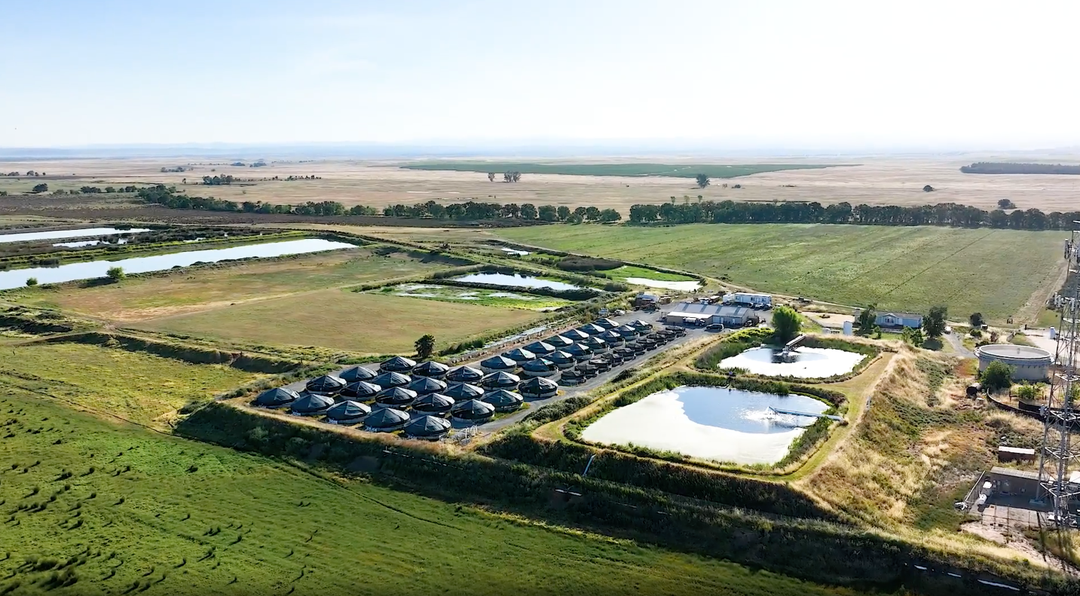 How is Caviar Harvested? Unraveling the Sea's Exquisite Treasure ...