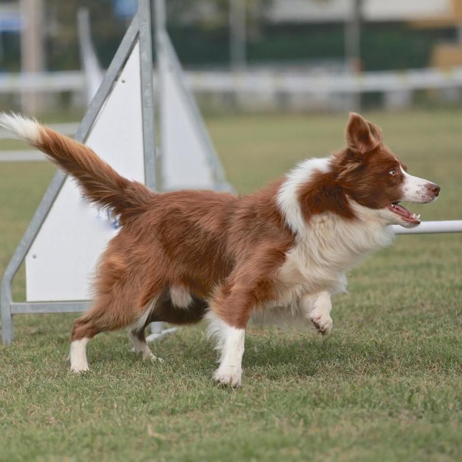A Beginners Guide to Making Your Dog a Stud - Potty Buddy™