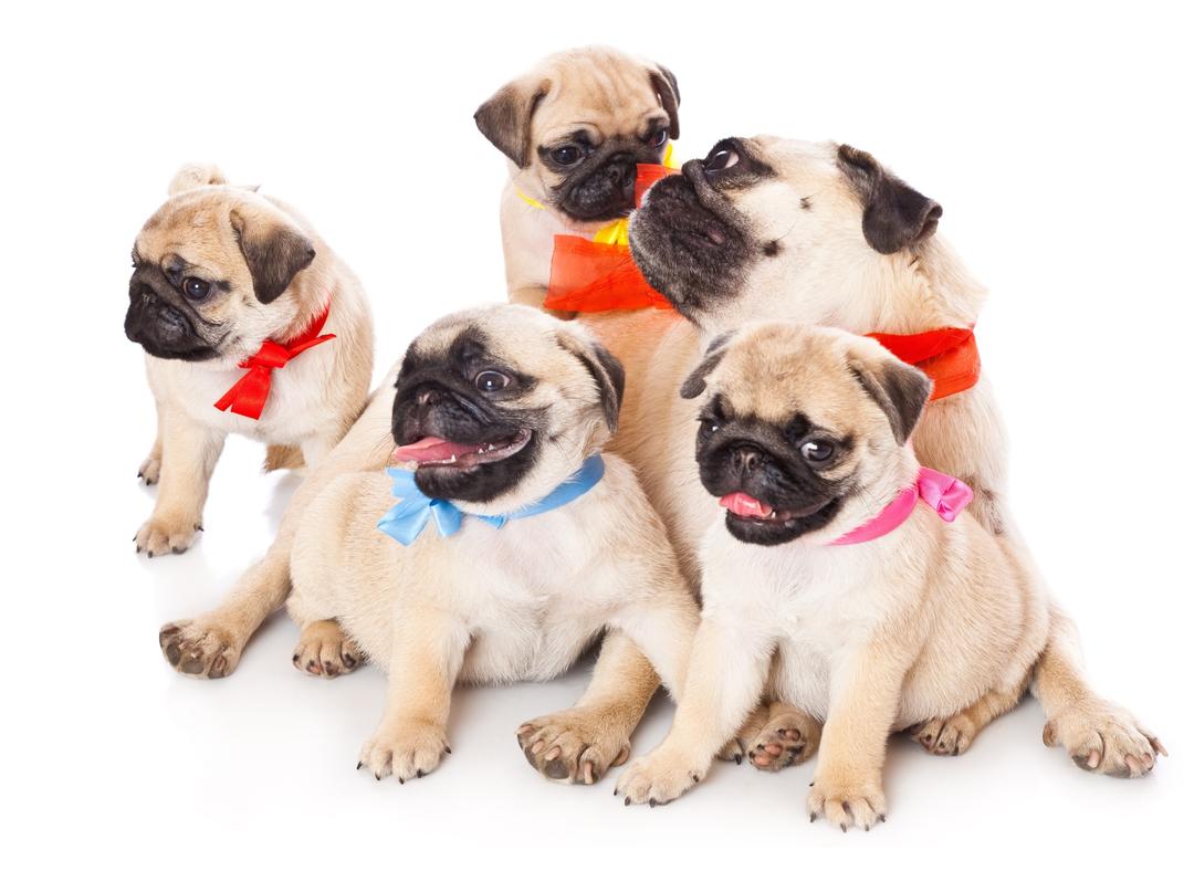 250+ Best Pug Names: Cute, Funny, Unique Ideas for Male & Female Pugs ...