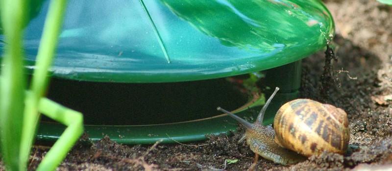 Should Snail Bait Be Banned? — Aussie Gardener