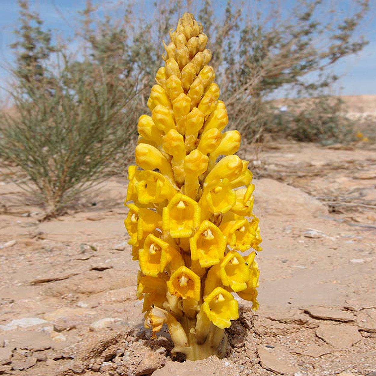 What is Cistanche Tubulosa? – beehive2u