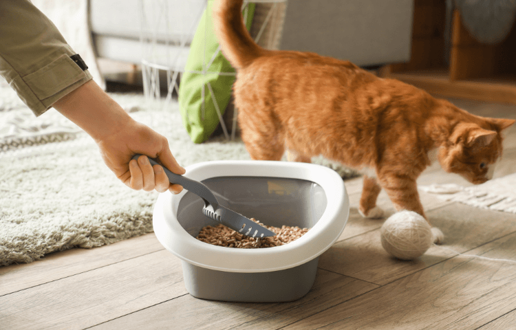 Everything You Need to Know About Cat Litter Boxes – Door Buddy