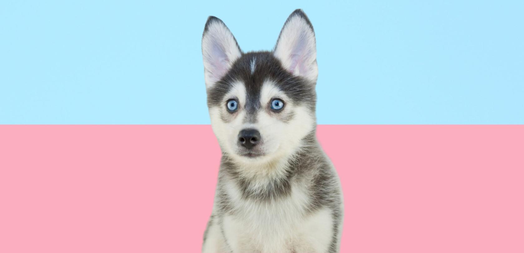 Pomsky Dog Breed Information and Characteristics | Potty Buddy - Potty ...