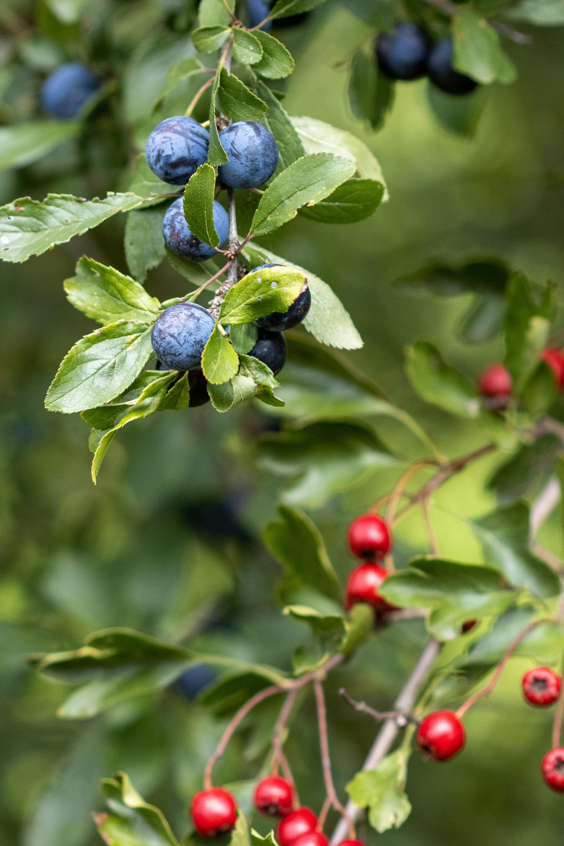 Why Swedish Bilberries Beat Regular Blueberries: The 10x Potency Diffe ...