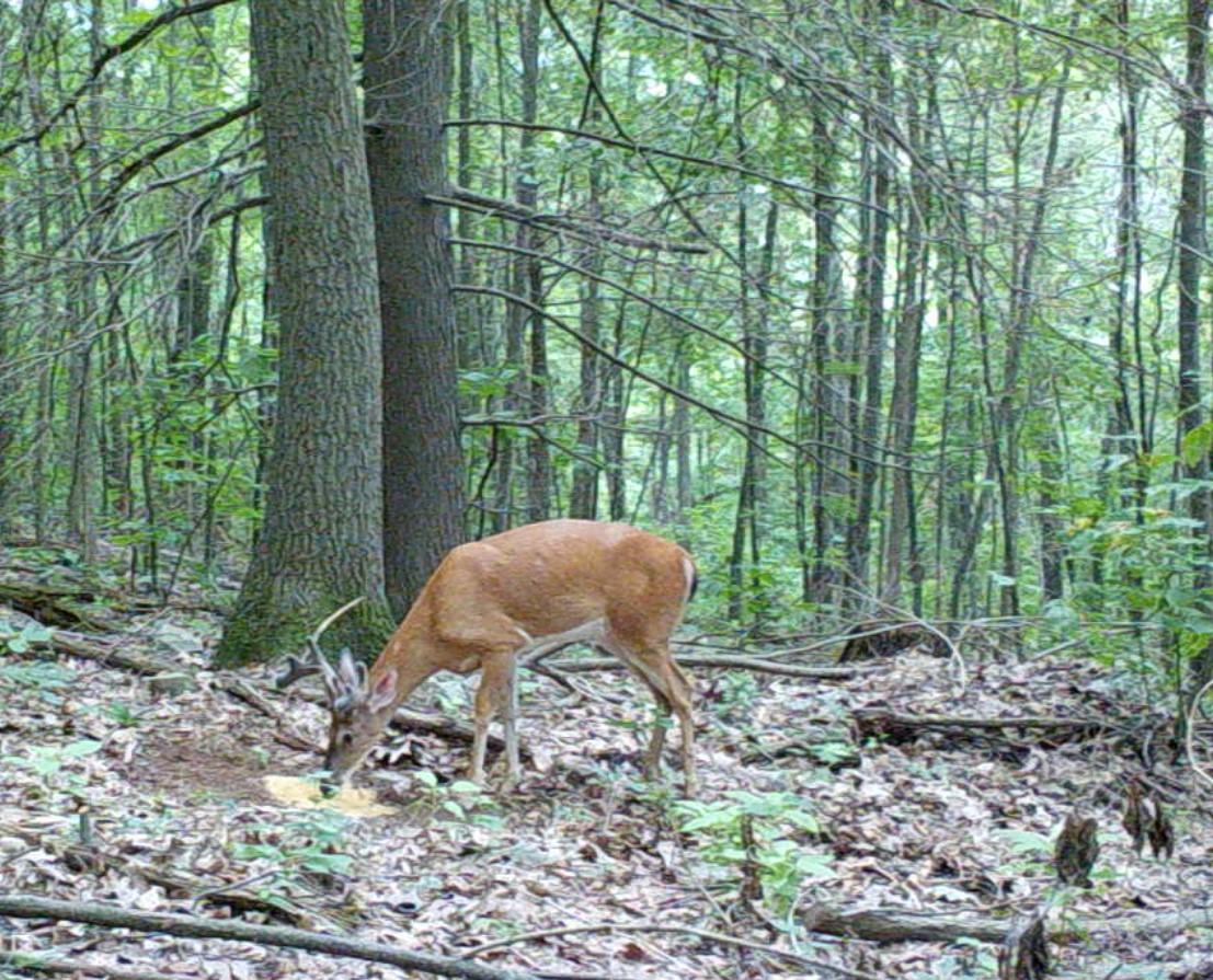 Antler Power Deer Mineral