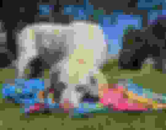 Dog Snuffle Mat for Dogs | The Busy Blanket | Foraging Sniff Toy