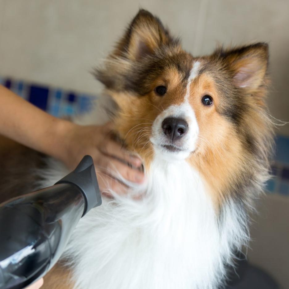 Pampered Pooch - The dog spa day (at home edition) - Potty Buddy™