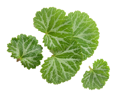 Tone N Taut Body Serum | The Ayurveda Experience