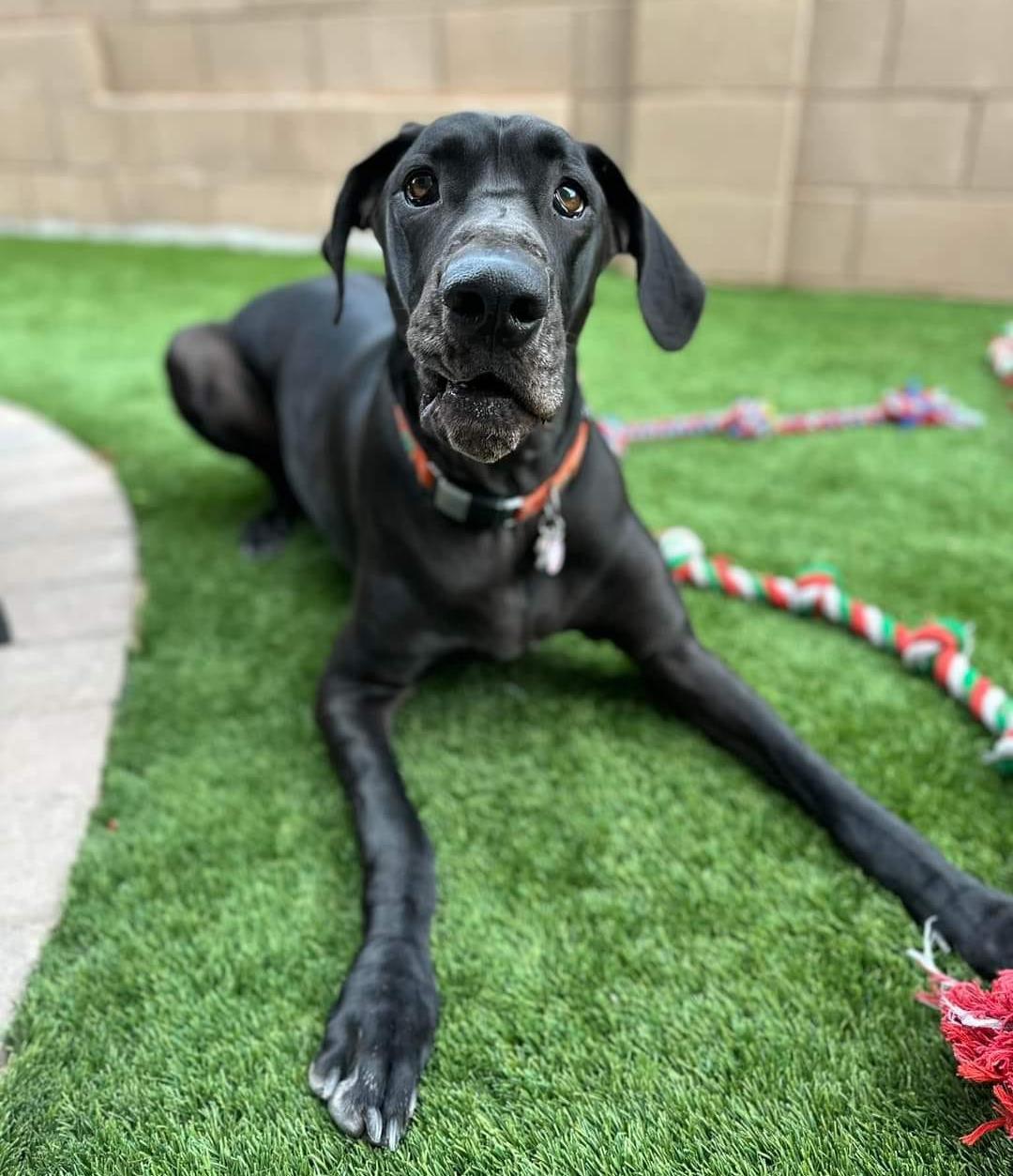 June 2023 Charity Spotlight: The Big Mutt Network – 4Knines®