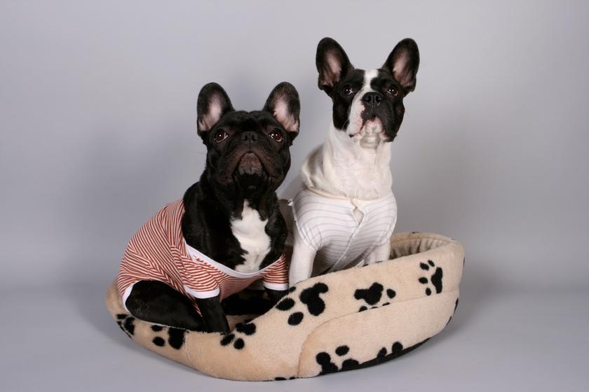 French Bulldog vs Boston Terrier: Which Breed Is Right for You? - Potty ...