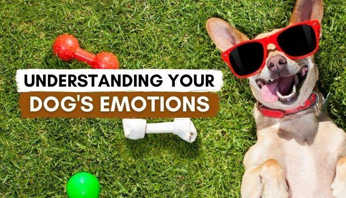 Understanding Your Dog's Emotions
