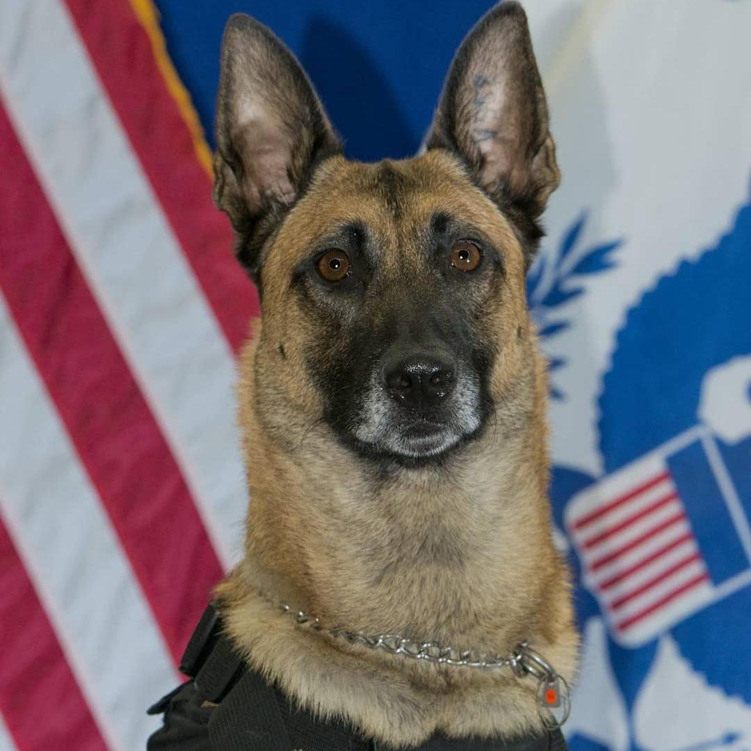 Emergency Medical Appeal for Retired K-9 Heroes – Project K-9 Hero