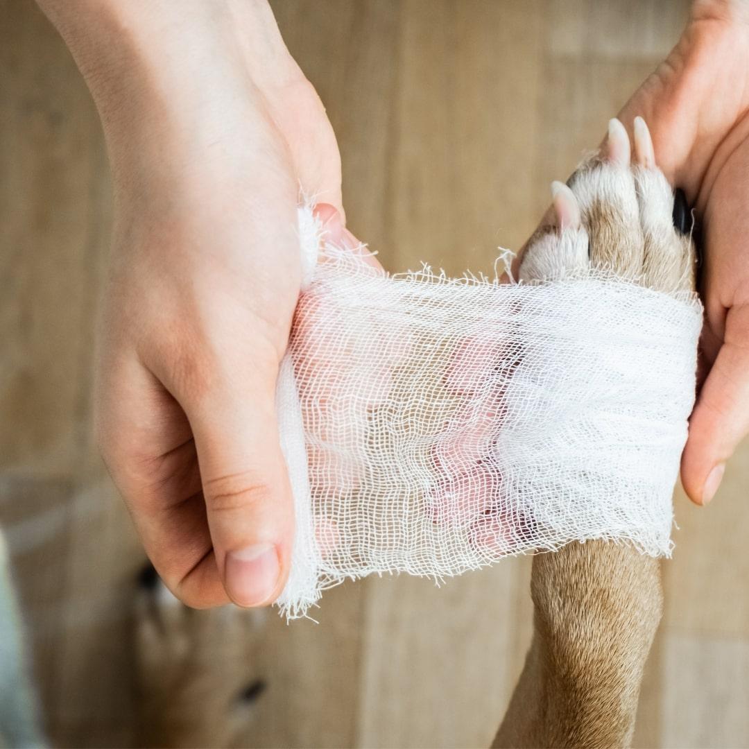 5 Ways To Check For Sore Paws