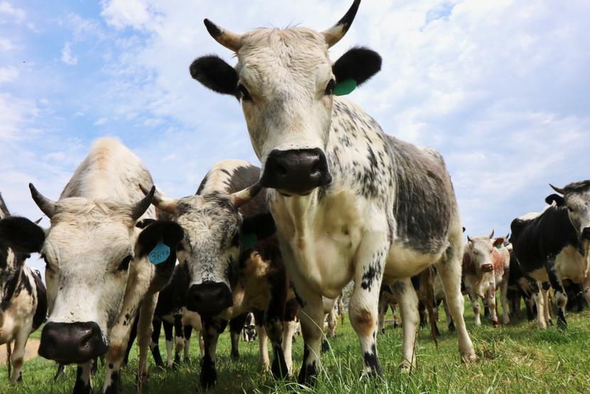 Our Cows – Chapel Hill Farm Randall Linebacks