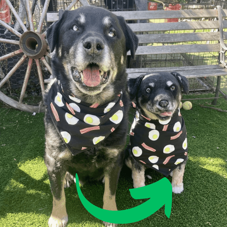 Custom Stuffed Animal of Your Pet | Handmade Pet Plush Replica