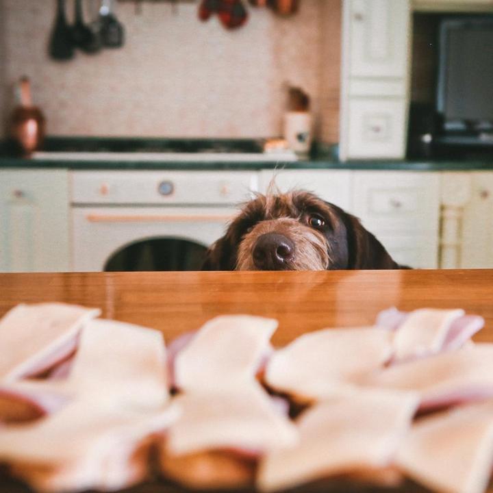 How to Stop Your Dog From Counter Surfing | Potty Buddy - Potty Buddy™