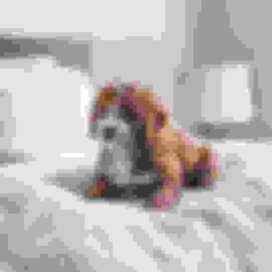 The 14 Best Dog Owner Hacks On The Internet - Potty Buddy™