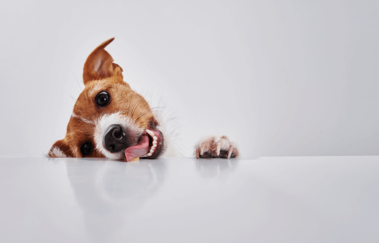 6 Ways to Make a Dog Proof Cat Feeder – Door Buddy