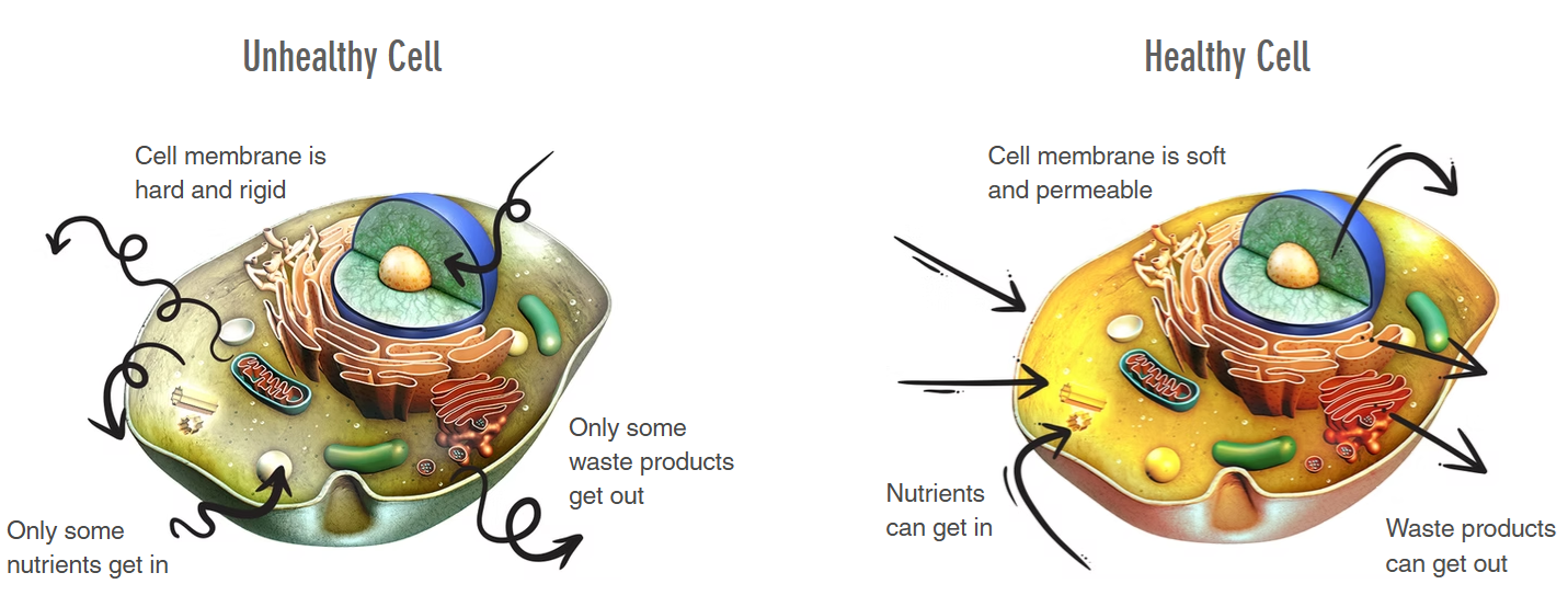 What is Double Helix Water | Blog