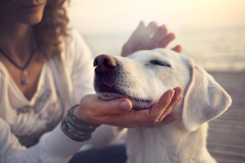 10 Ways Your Dog Shows He Loves You – 4Knines®