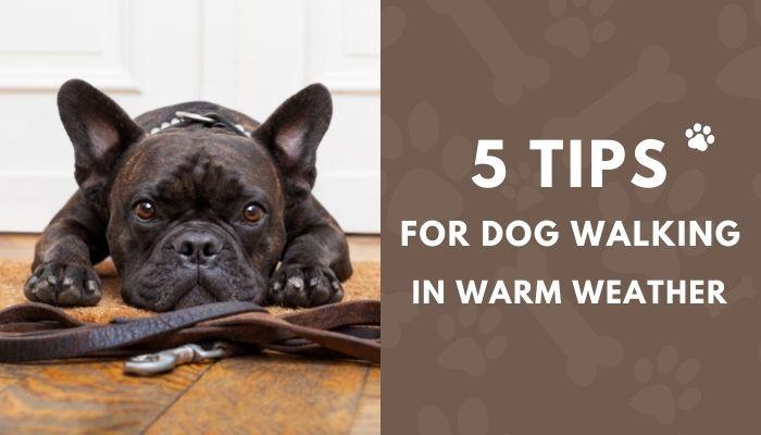 5 Tips For Walking Your Dog On A Warm Day - TrueHarness™
