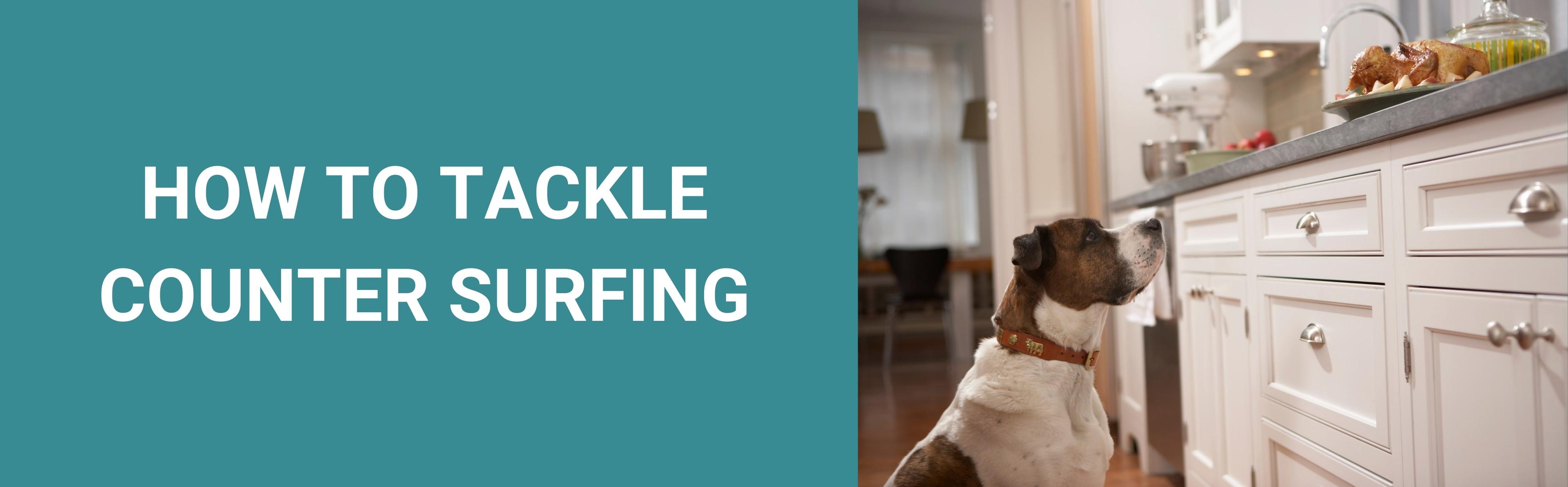 Why Does My Dog Counter Surf (& How To Stop It!) - Potty Buddy™