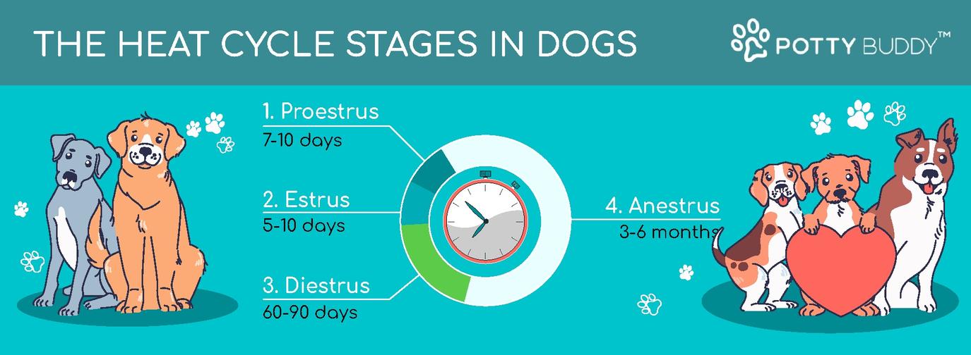 How Long Does a Dog Stay in Heat? – Potty Buddy - Potty Buddy™