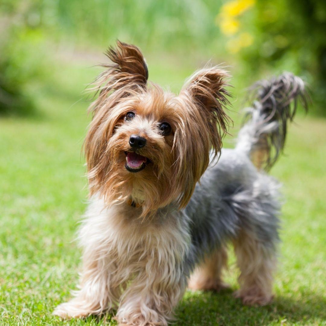 Top 10 Popular Small Breed Dogs - Potty Buddy - Potty Buddy™