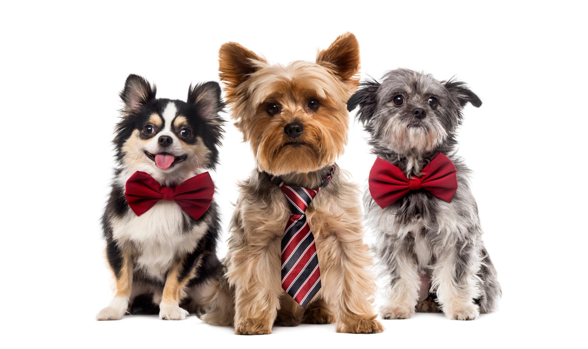Best Male Dog Names: Cute, Unique & Popular Ideas - Potty Buddy™