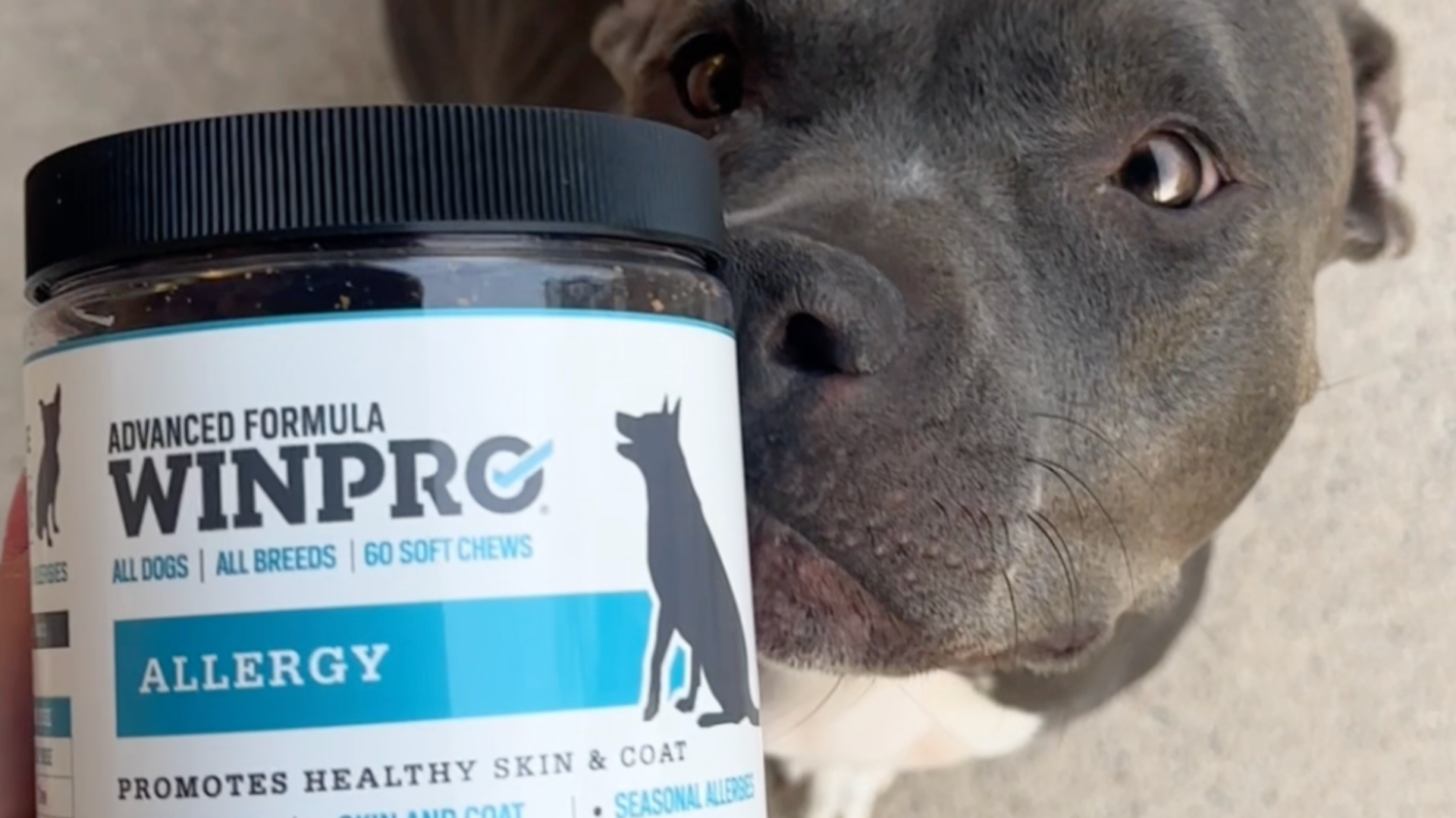 Why Pit Bulls Suffer from Itchy Skin. The Genetic Truth