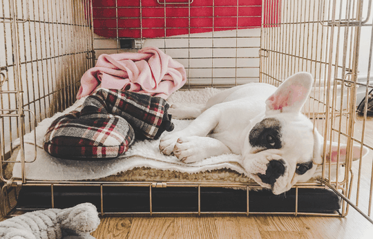 Dog and Puppy Crate Training: Common Crate Training Mistakes – Door Buddy