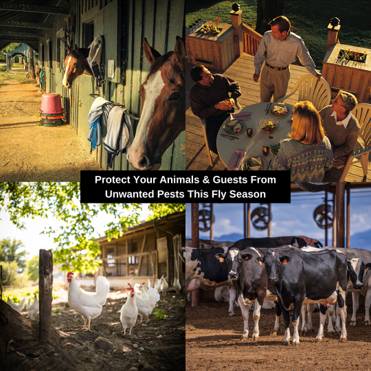 The Ranch Fly Trap – The Ranch Pest Control