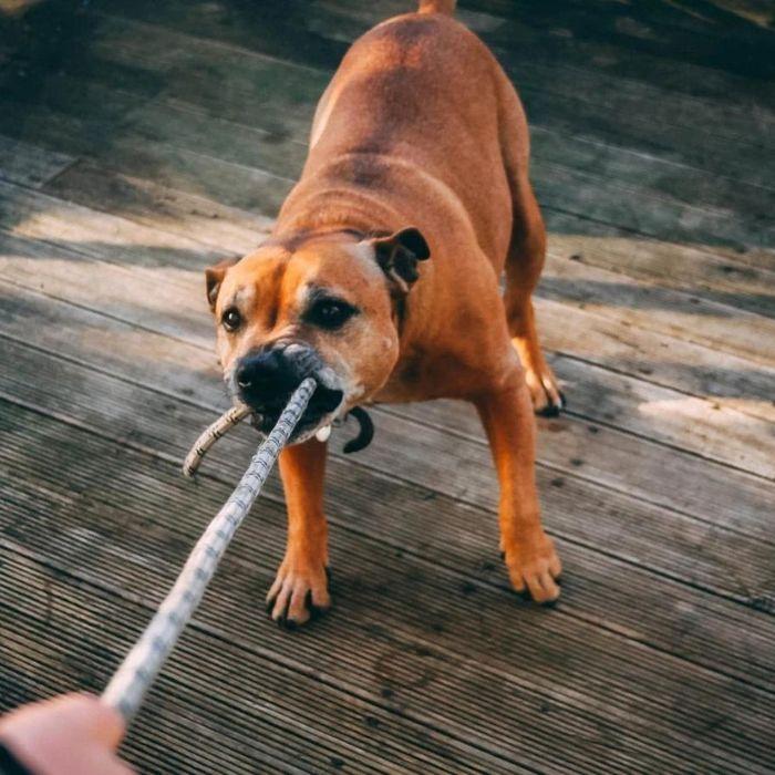 How To Train A Puppy Using Positive Reinforcement - Potty Buddy™