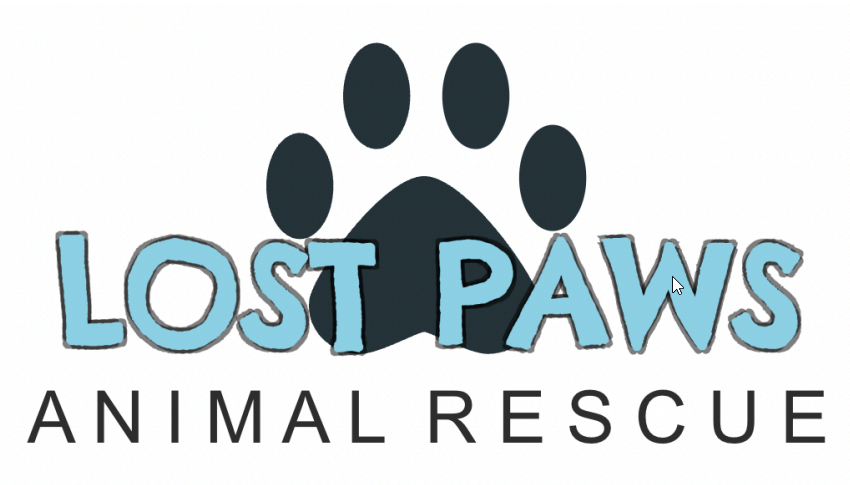 December 2024 Spotlight: Lost Paws Animal Rescue – 4Knines®