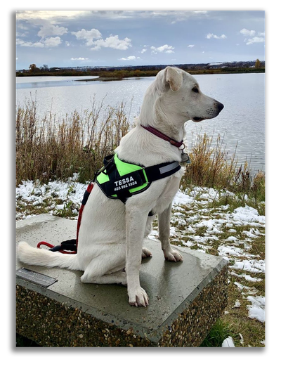 TrueHarness™ - The Personalized No-Pull Dog Harness