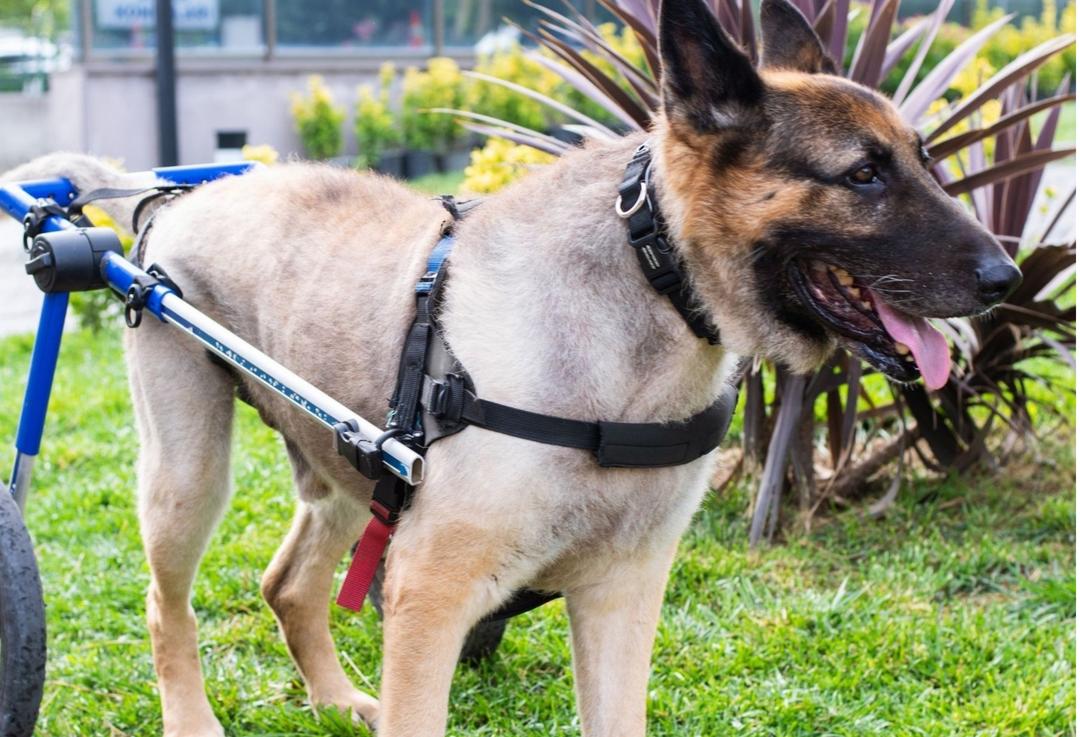 5 Disabled Dog Heroes We Love - Potty Buddy™