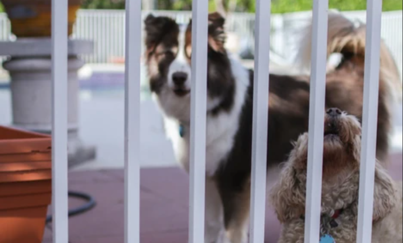 Dog Silencer® MAX - Stop Barking Up to 300 Feet Away - Humane and Shock ...