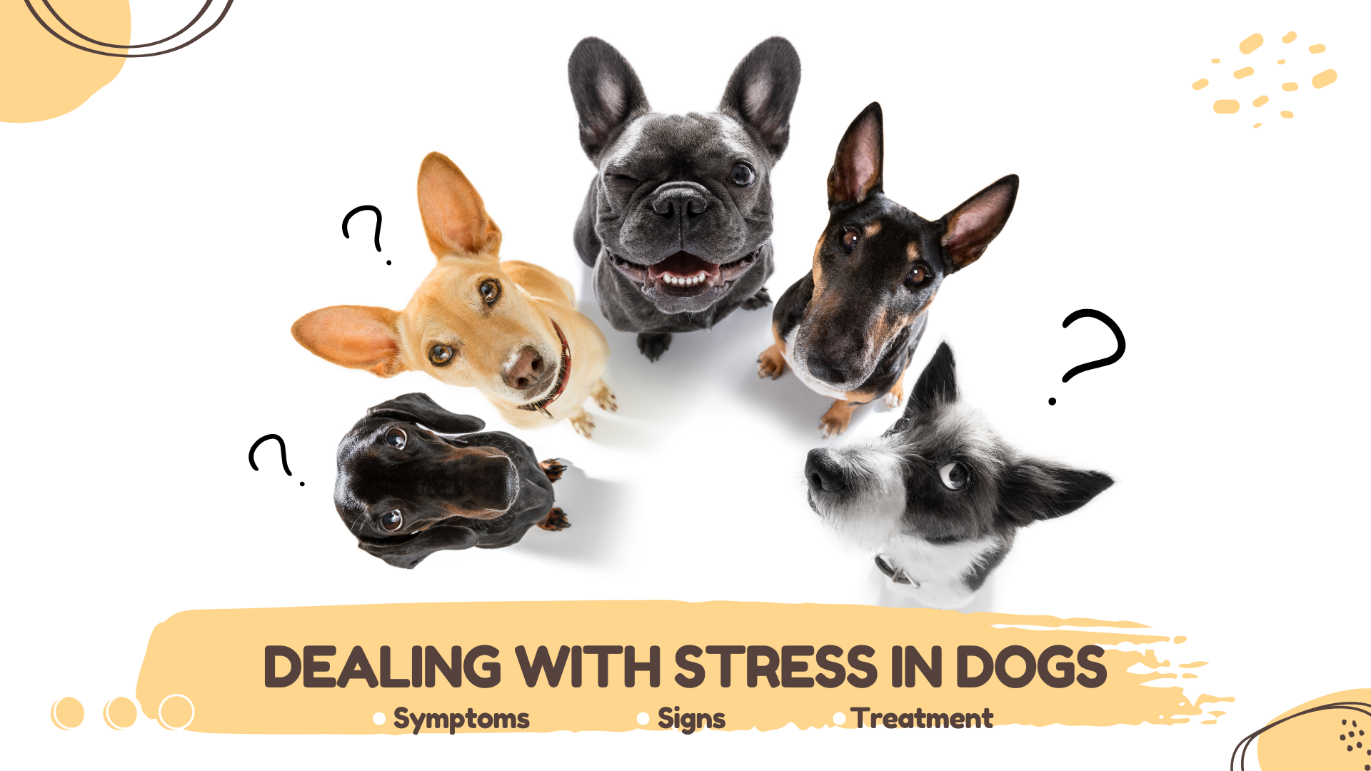 Dealing with Stress in Dogs - Symptoms, Signs, and Treatment – Healthy ...