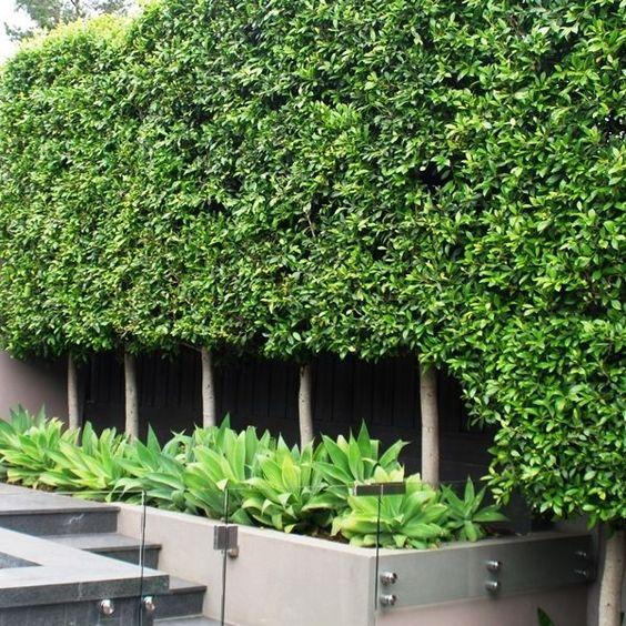 Hedges - Inspiration — Aussie Gardener