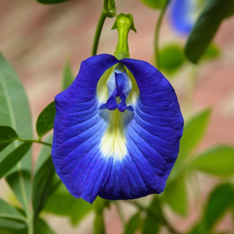 Blue Butterfly Flower | Addictive Wellness