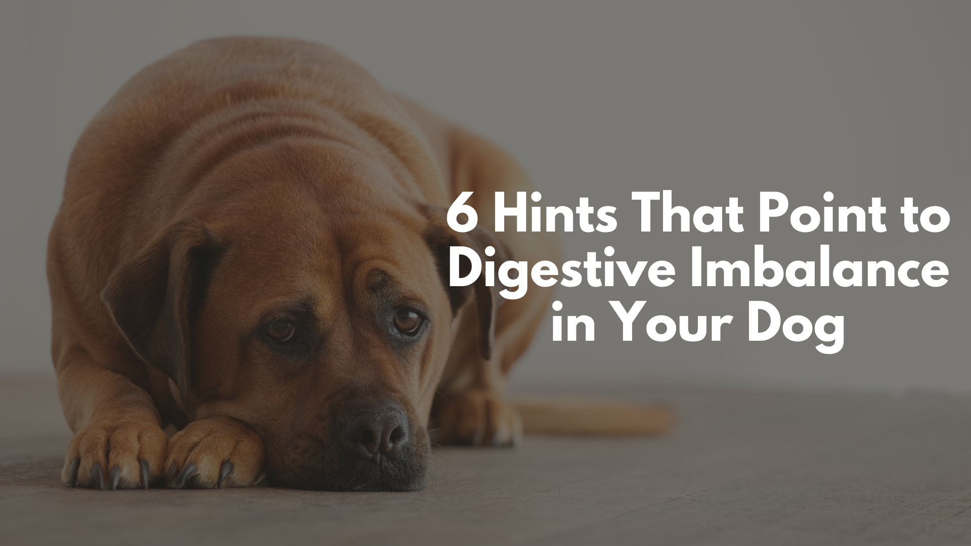 6 Hints That Point to Digestive Imbalance in Your Dog – Healthy Pet Parents