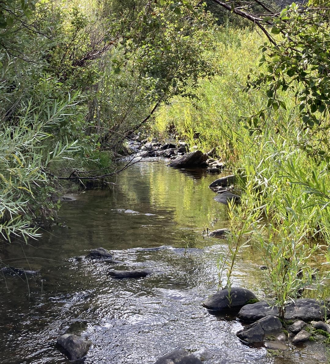 Freestone & Tailwater & Spring Creeks – Togens Fly Shop
